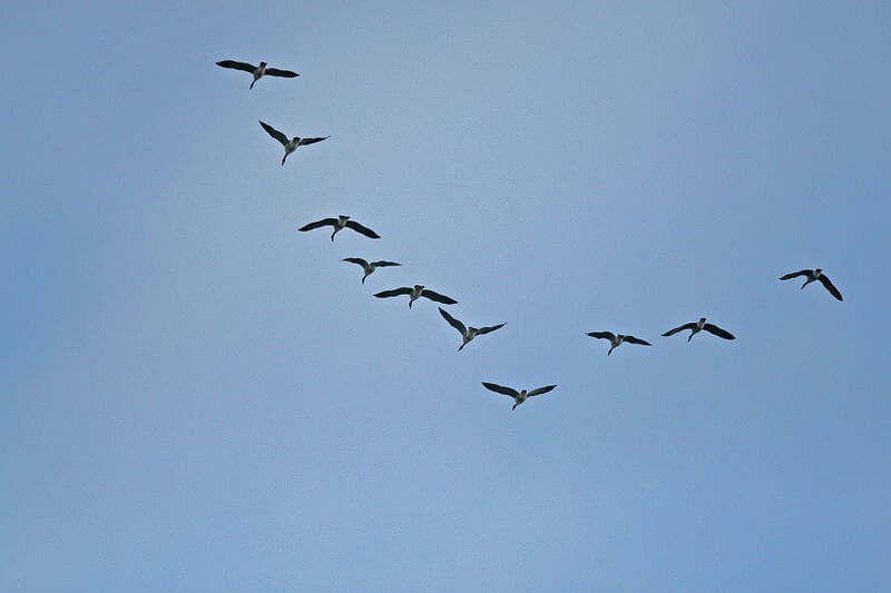 What We Can Learn From Geese - Christian Coach Institute